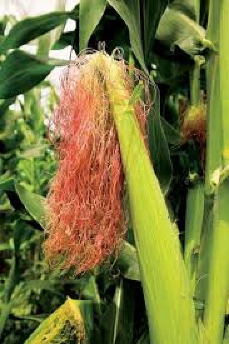 MATASEA DE PORUMB-LEACURI NATURISTE – Bistrita24